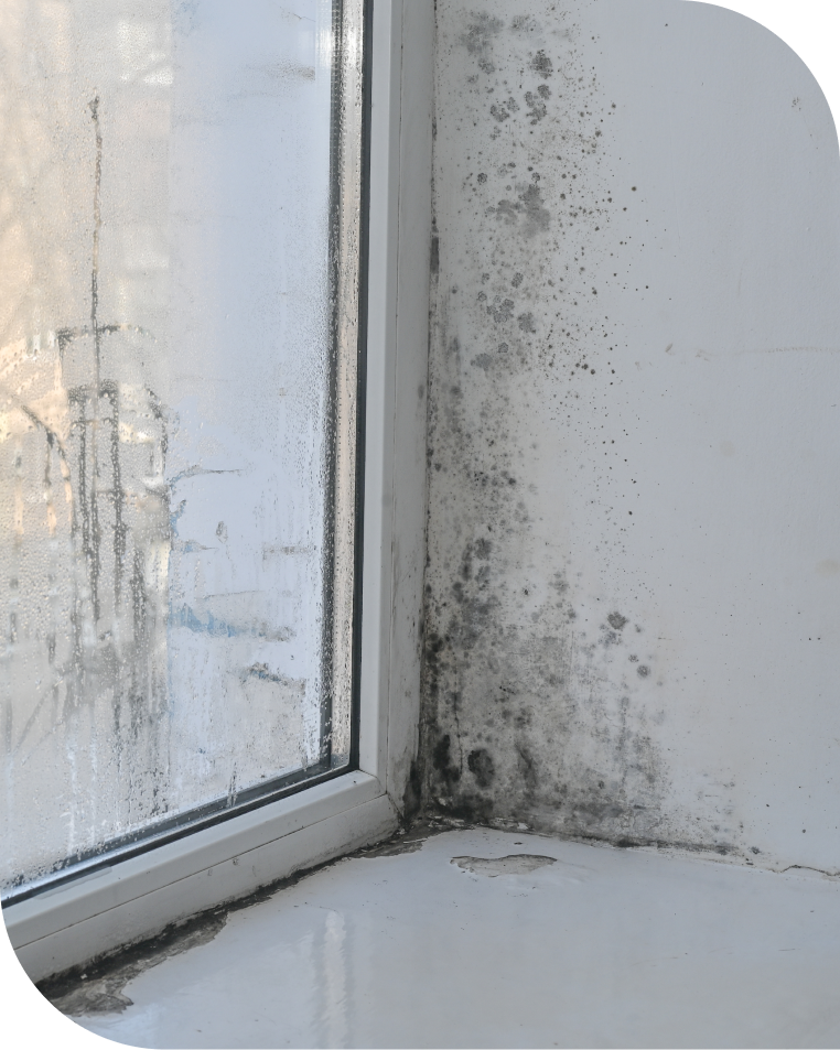 Attic Mold Removal Near Me | Safe, Certified Remediation | Premier ...